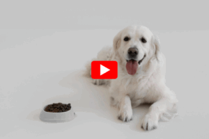 Sebaceous Cyst Dog: Causes, Signs, Treatment & Care Guide