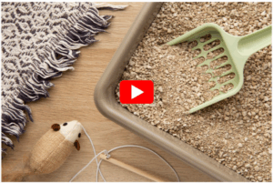 Cancerous Skin Tags On Dogs Images: Symptoms, Risks & Vet Advice